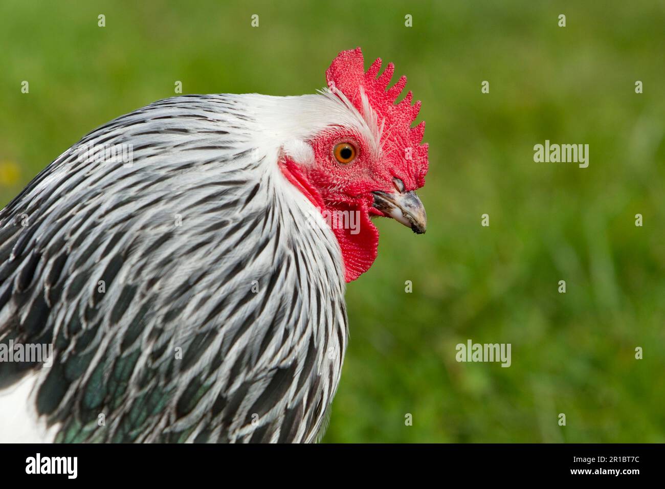 Sussex chickens, purebred, poultry, domestic chickens, chicken birds, livestock, animals, birds ...