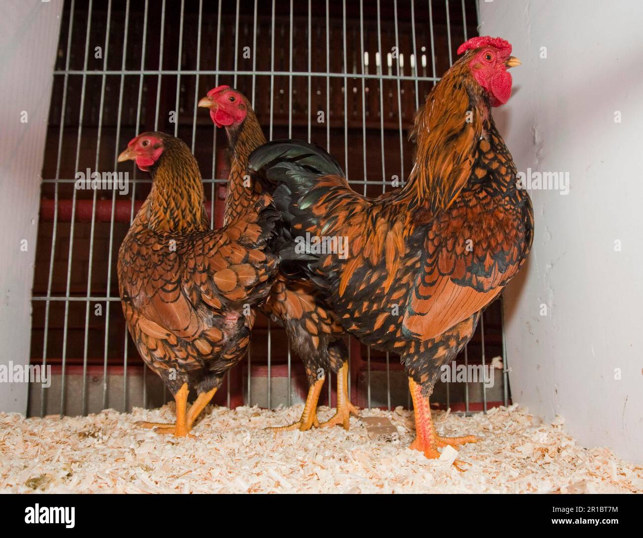 Domestic fowl, Blue Laced Wyandotte, cock and two hens, standing in ...