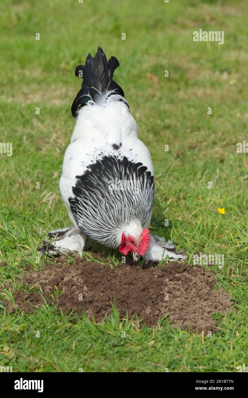 Sussex chickens, purebred, poultry, domestic chickens, chicken birds, livestock, animals, birds ...