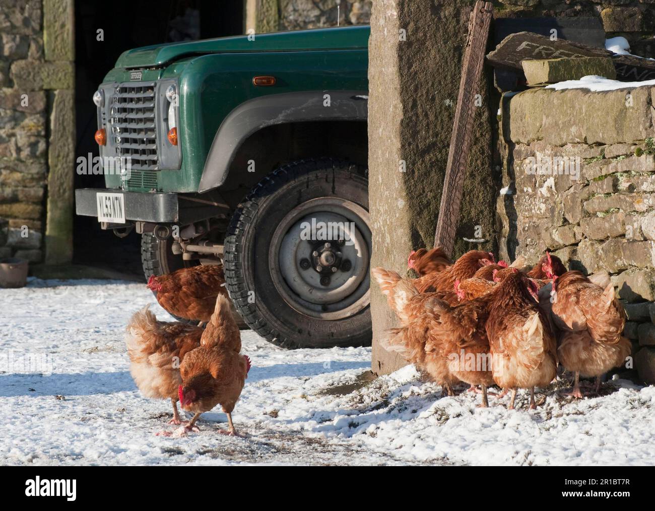 Domestic hens, free-range hens, flock standing on snow in barn ...