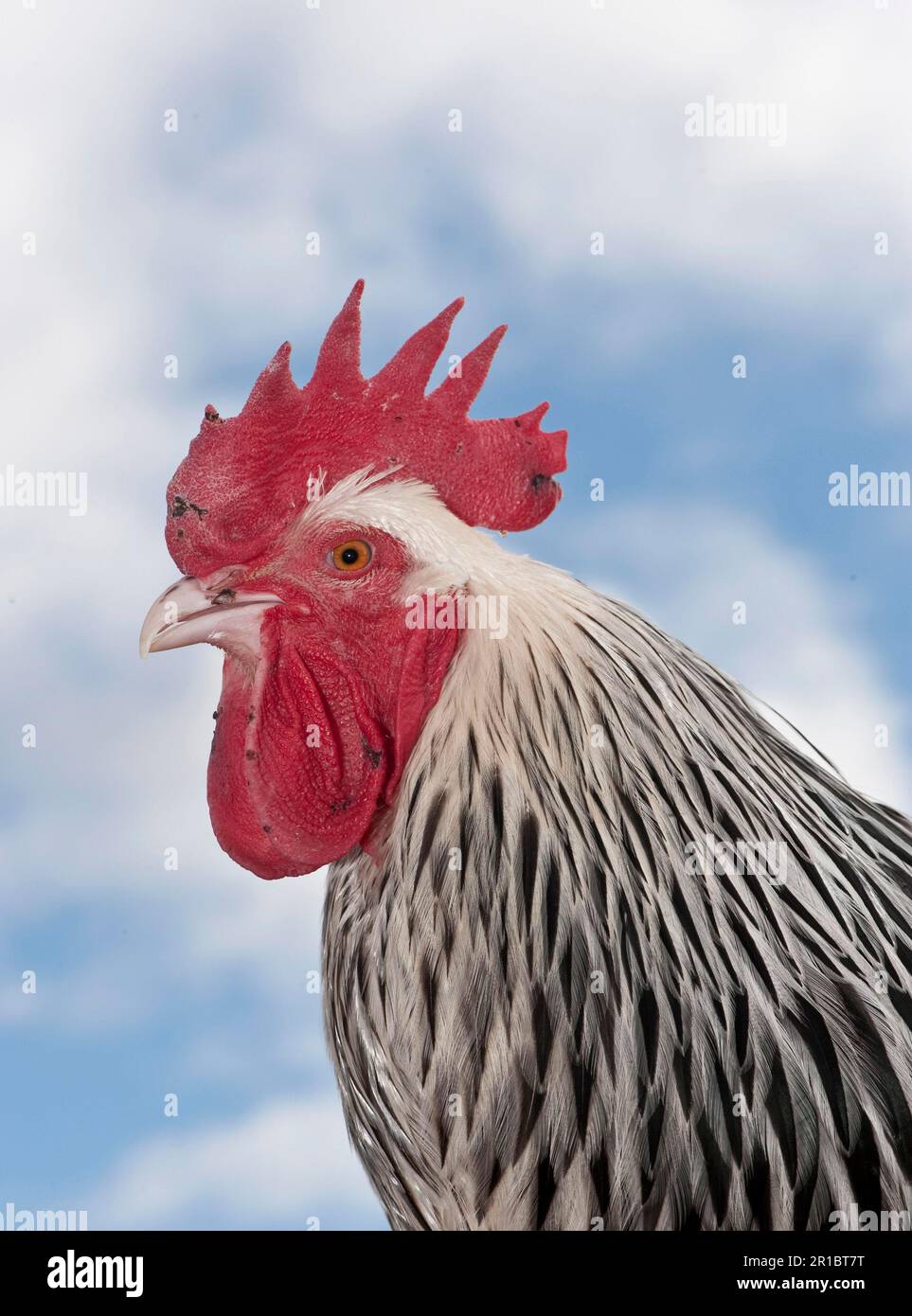 Sussex chickens, Sussex chickens, purebred, poultry, domestic chickens, chicken birds, livestock ...