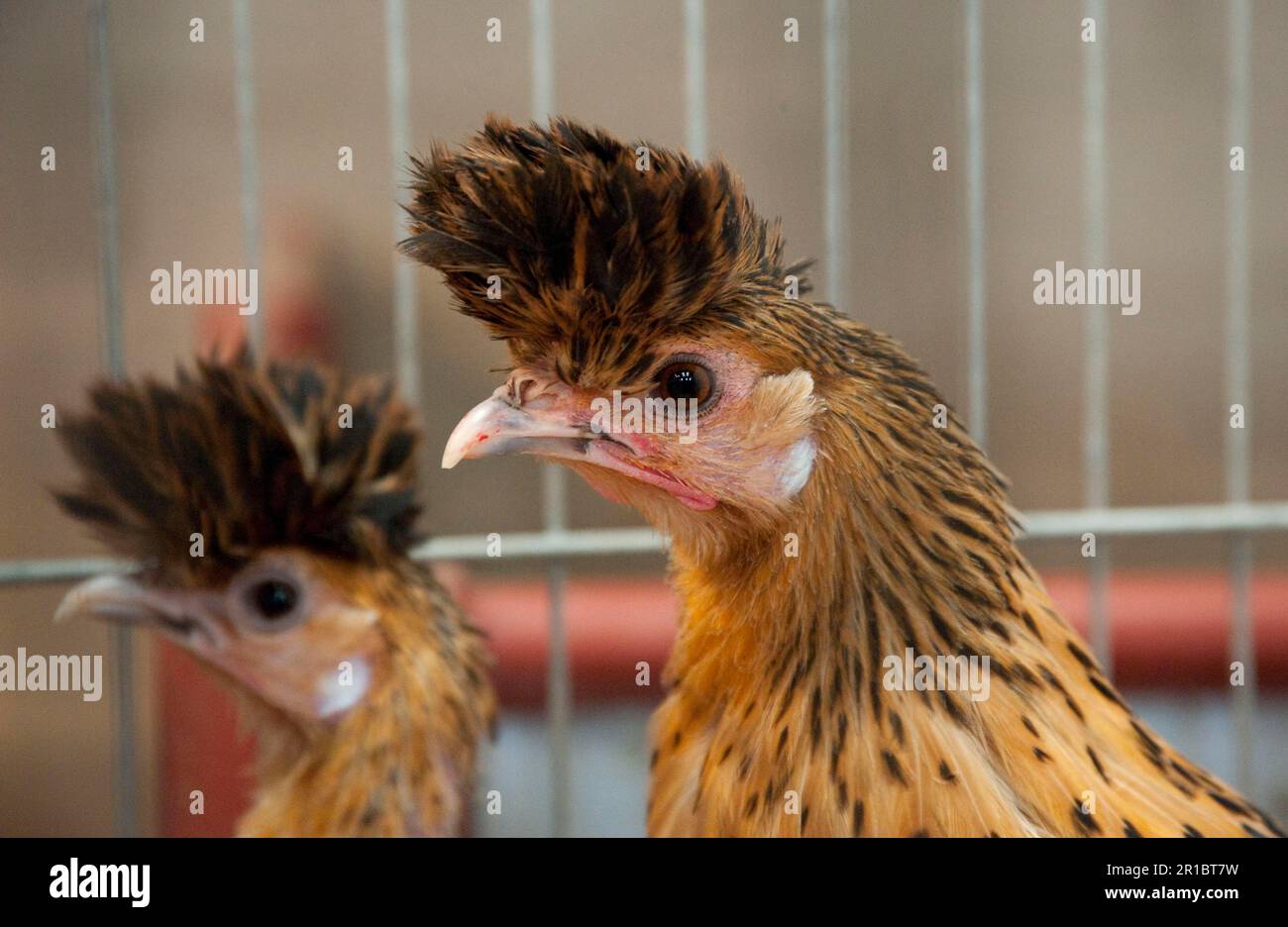 Appenzeller Spitzhauben, purebred, poultry, domestic chickens, chicken ...