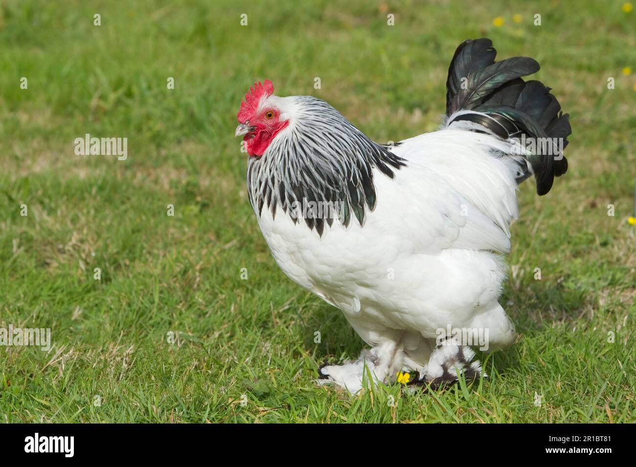 Sussex chickens, purebred, poultry, domestic chickens, chicken birds, livestock, animals, birds ...