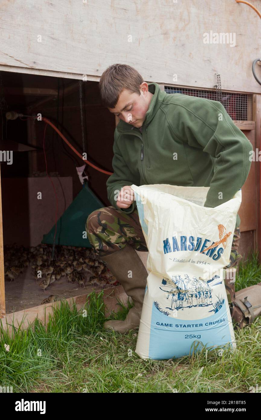 Wildfowling, gamekeeper feeding day-old chicks of the common pheasant ...