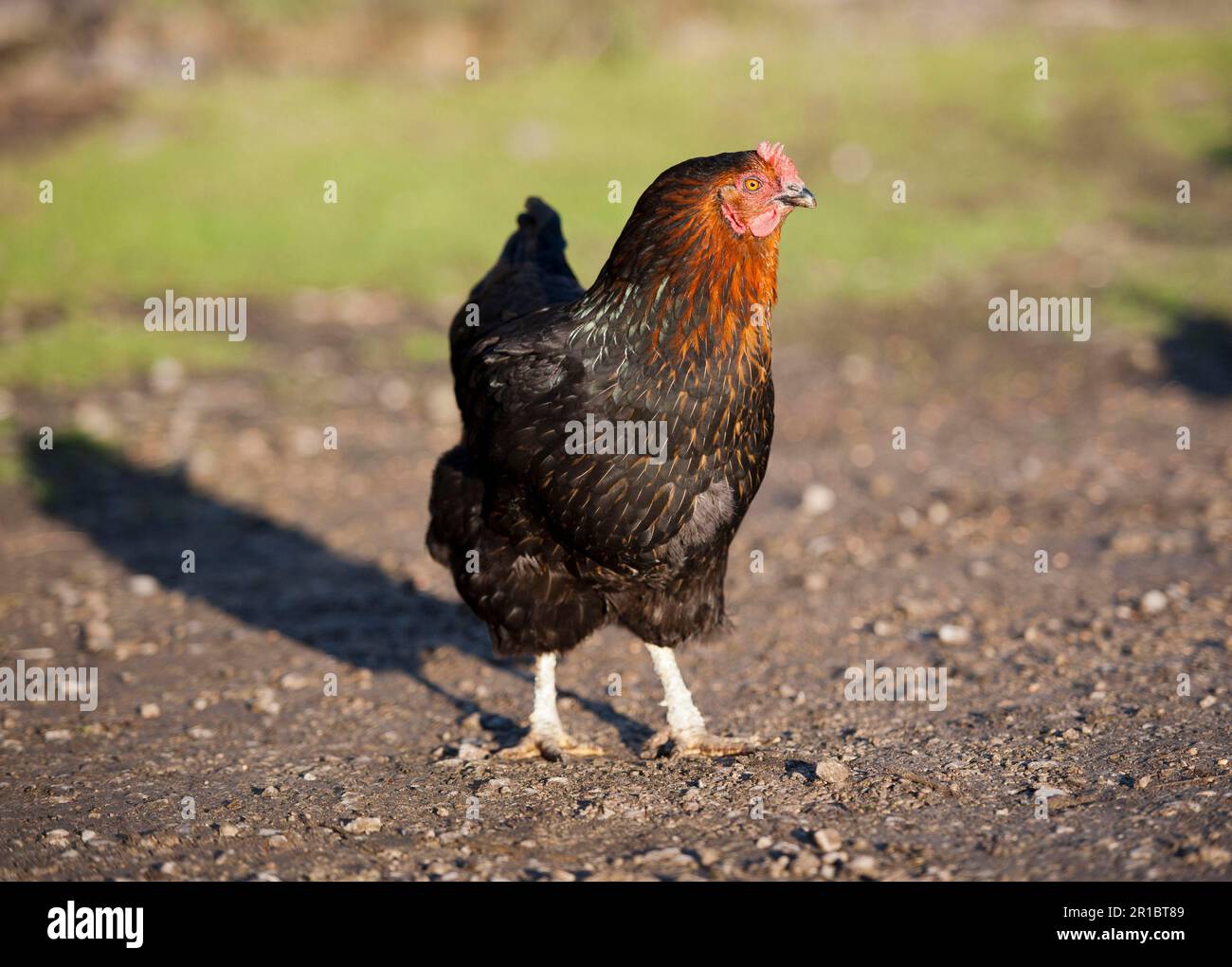 Domestic Black Rock hen, standing in coop, Chipping, Lancashire ...