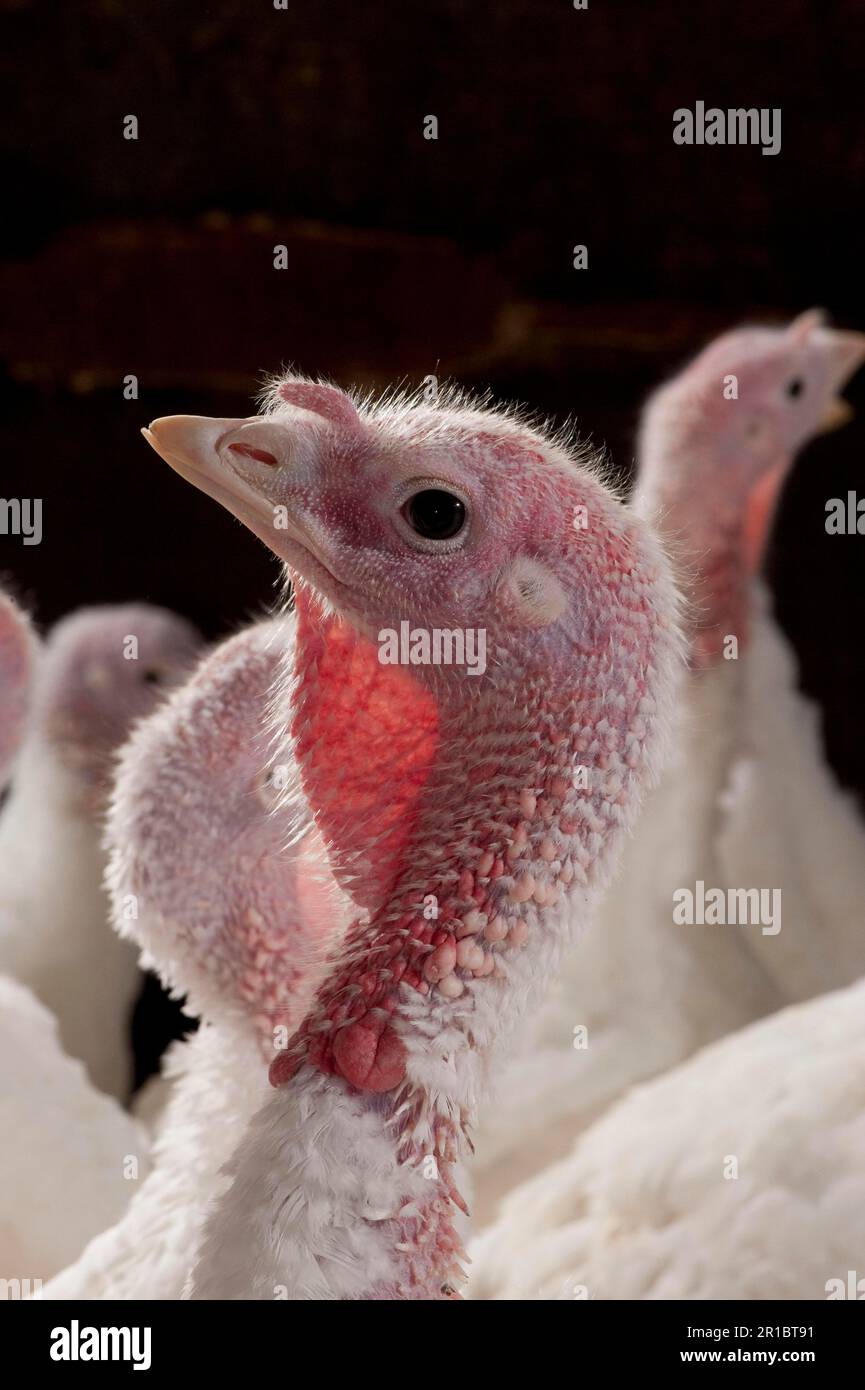 Inner Turkey, white flock, close-up of heads, with beak exposed, in ...