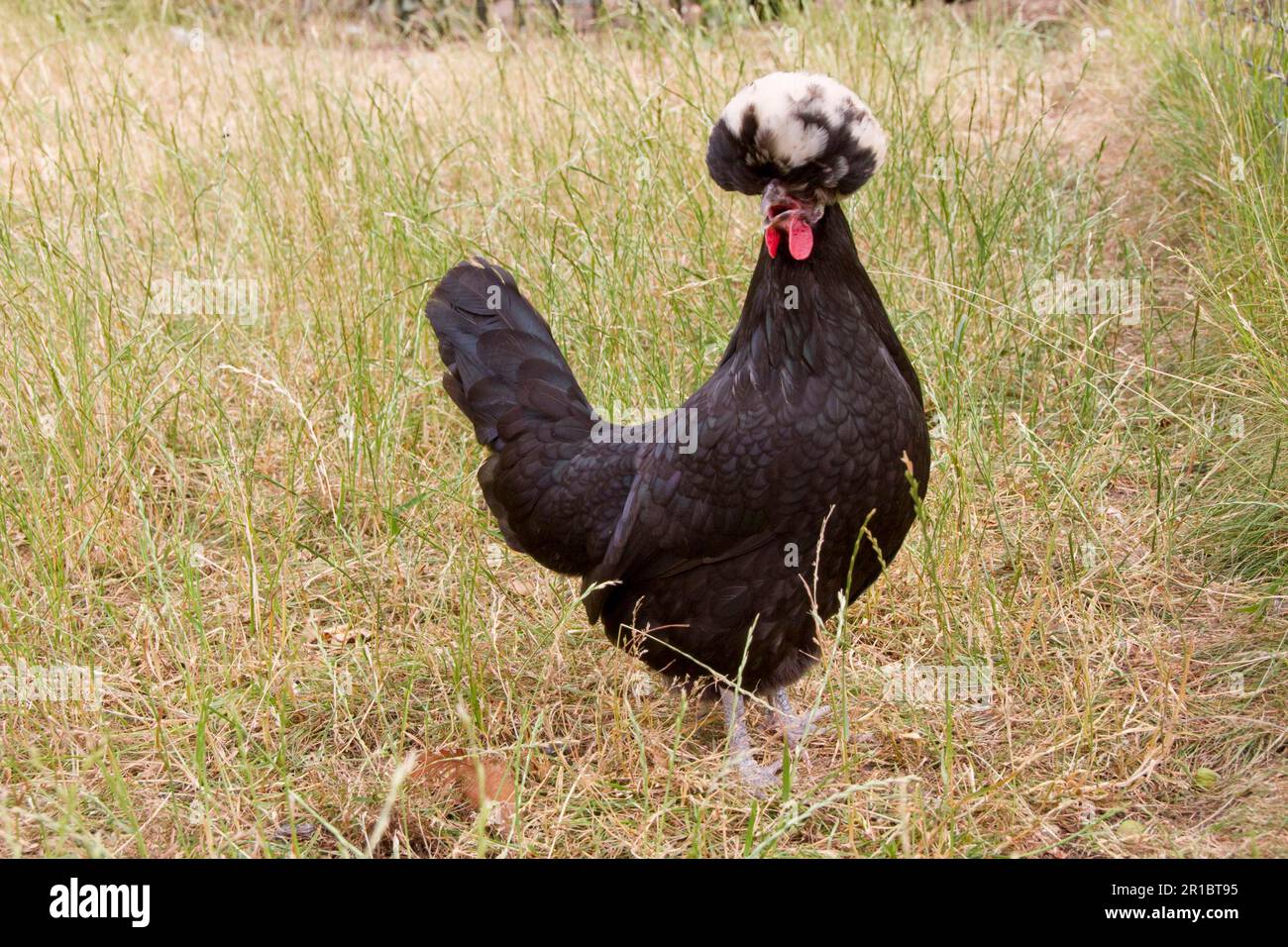 Paduan chicken, Paduan chickens, purebred, poultry, domestic chickens, chicken birds, livestock ...