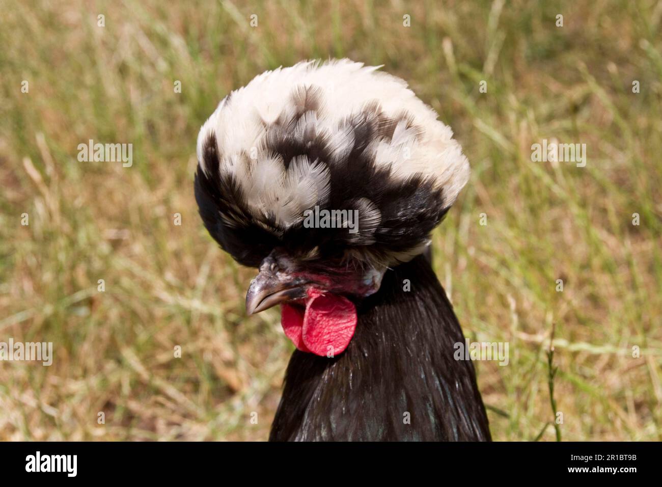 Paduan chicken, Paduan chickens, purebred, poultry, domestic chickens, chicken birds, livestock ...