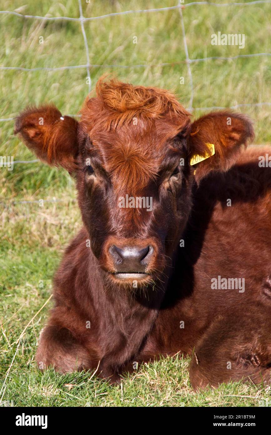 Luing cattle, purebred, livestock, domestic animals, cloven-hoofed ...