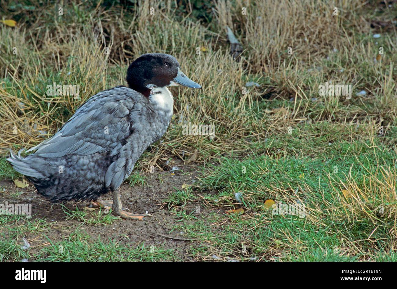 Svensk anka hi-res stock photography and images - Alamy