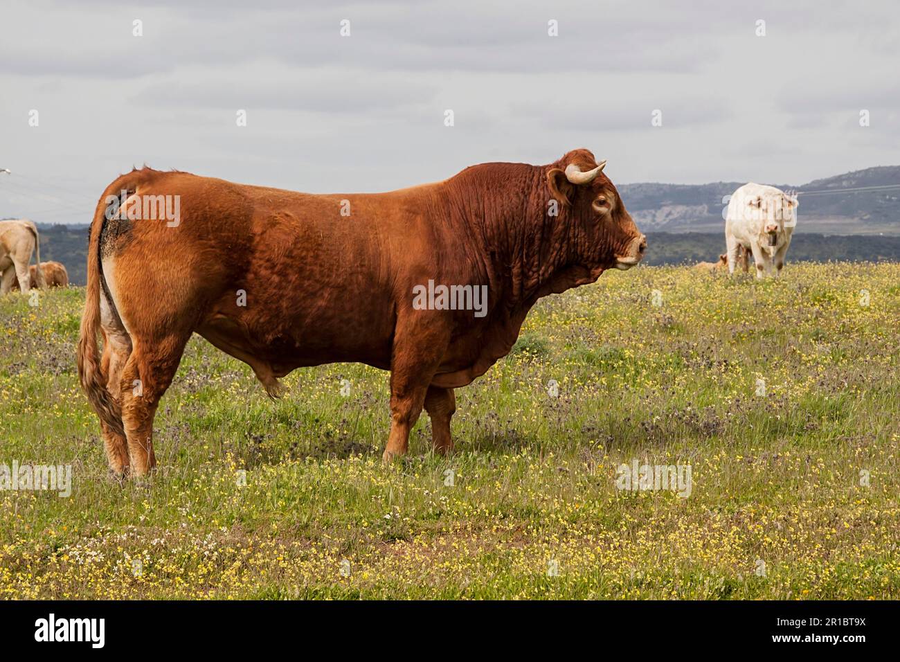 Charolais bull and cow hi-res stock photography and images - Alamy