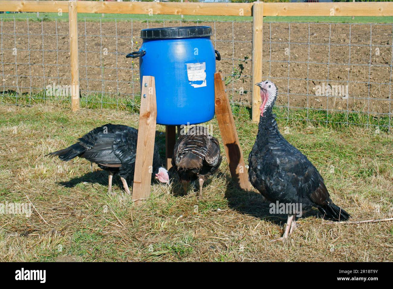 Turkey animal feeder hi-res stock photography and images - Alamy