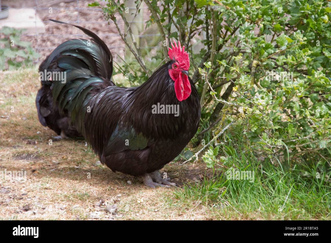Purebred, Poultry, Domestic chickens, Chicken birds, Farm animals, Animals, Birds, Scots Dumpy ...