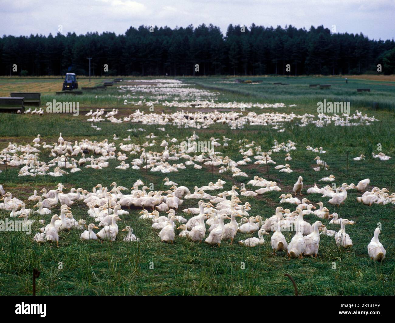 Duck Farming in EAst Anglia Stock Photo - Alamy