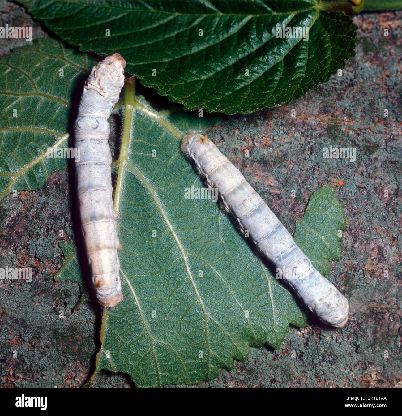 Bombix mori hi-res stock photography and images - Alamy