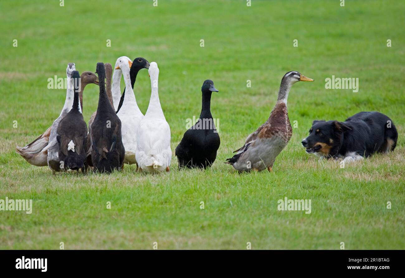 House Duck, Indian Runner Duck, Adult, Flock being herded by Collie ...