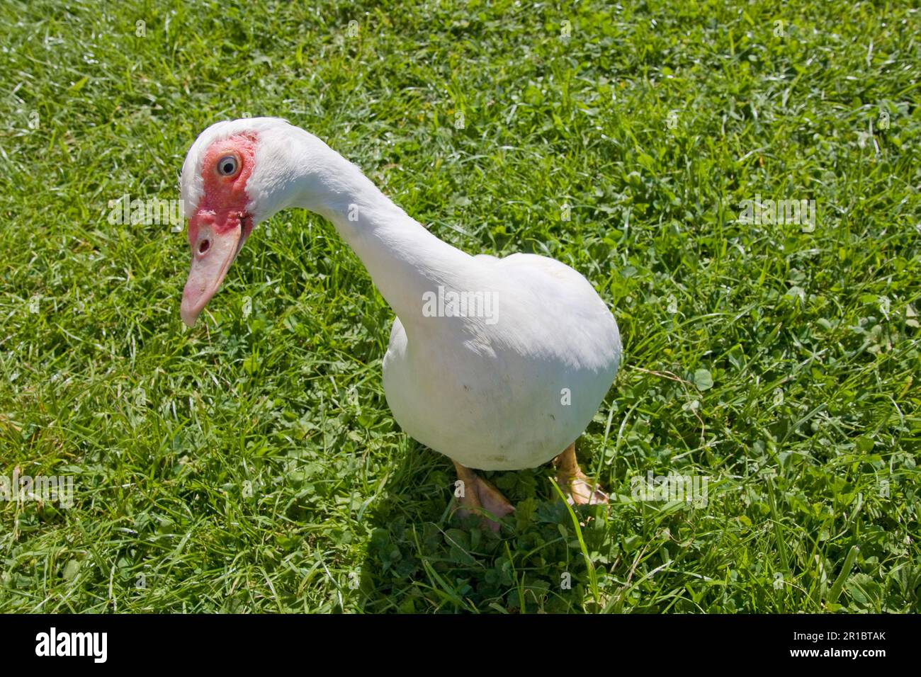 Muscovy ducks (Cairina moschata), Warty Duck, Ducks, Goose Birds ...