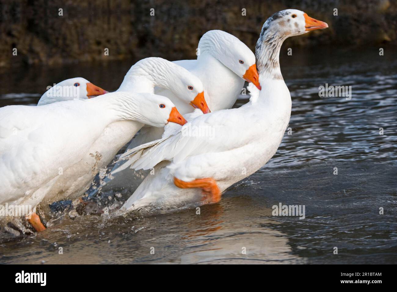 Domestic goose, feral adult, attacking rival in water, Golden Acre Park ...