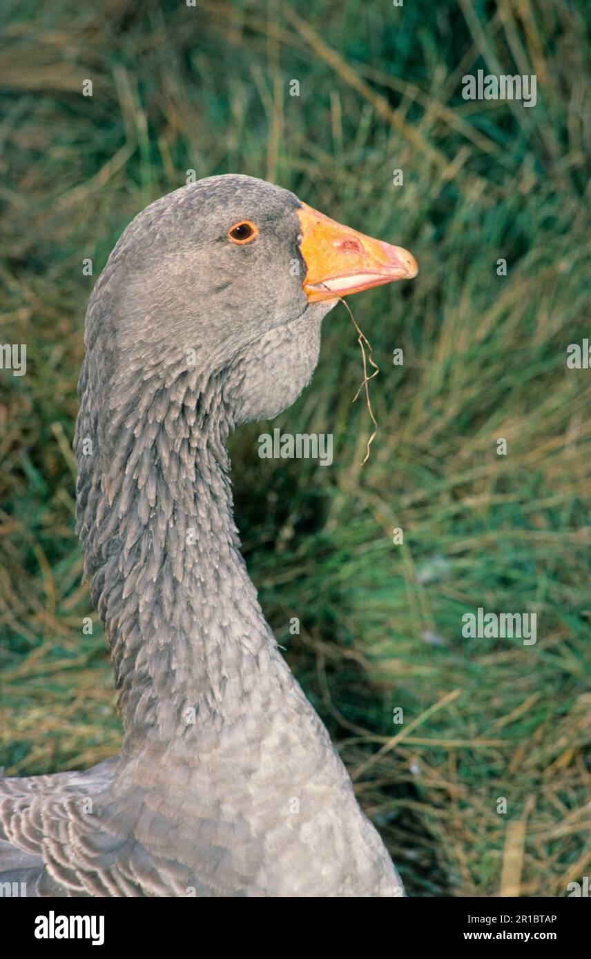 Purebred goose hi-res stock photography and images - Alamy