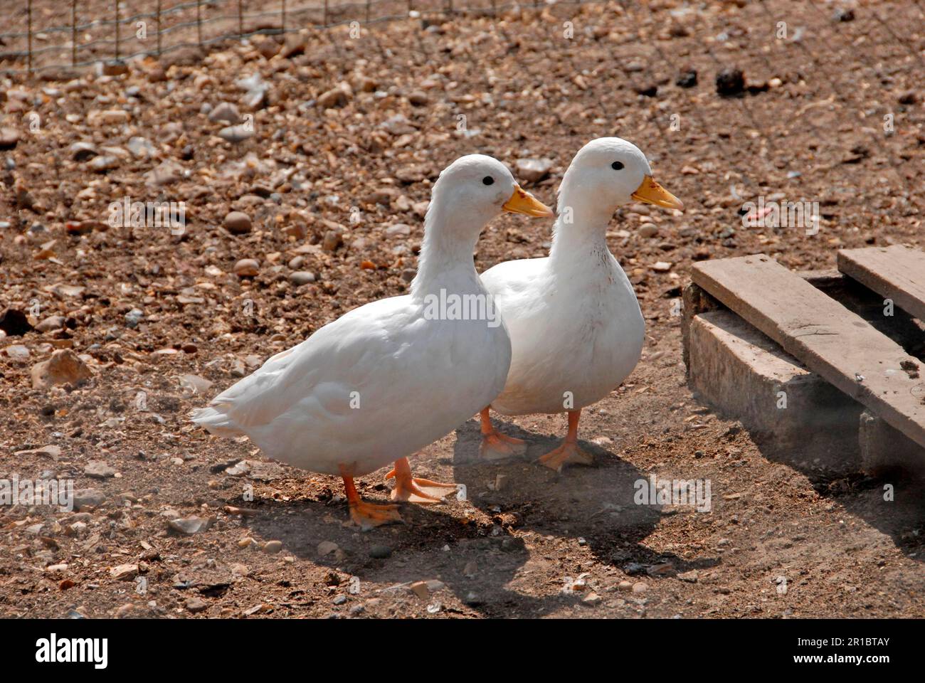 Dwarf Ducks, purebred, pets, livestock, poultry, ducks, goose birds ...