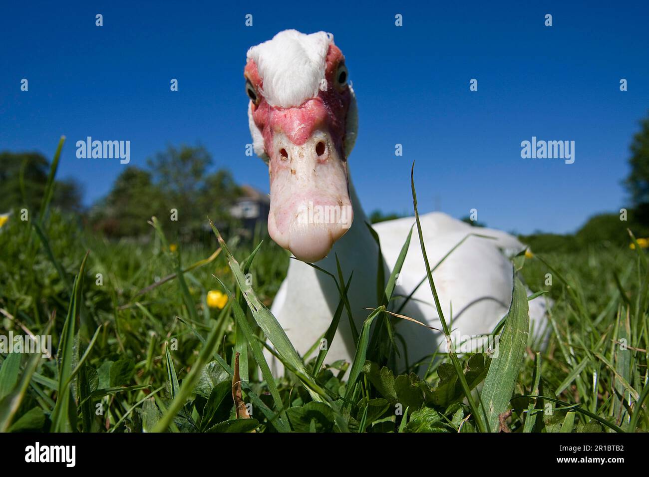 Muscovy ducks (Cairina moschata), Warty Duck, Ducks, Goose Birds ...