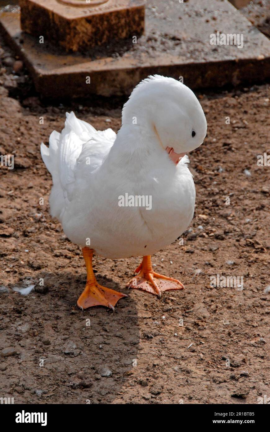Campbell Ducks, purebred, pets, livestock, poultry, ducks, goose birds ...