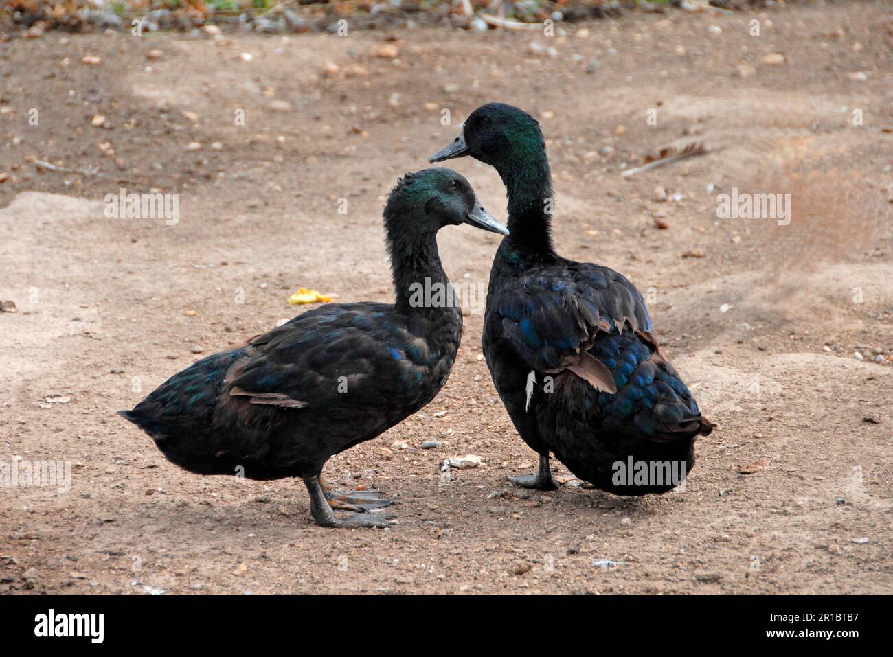 Cayuga Duck, Cayuga Duck, Cayuga Ducks, purebred, pets, livestock ...