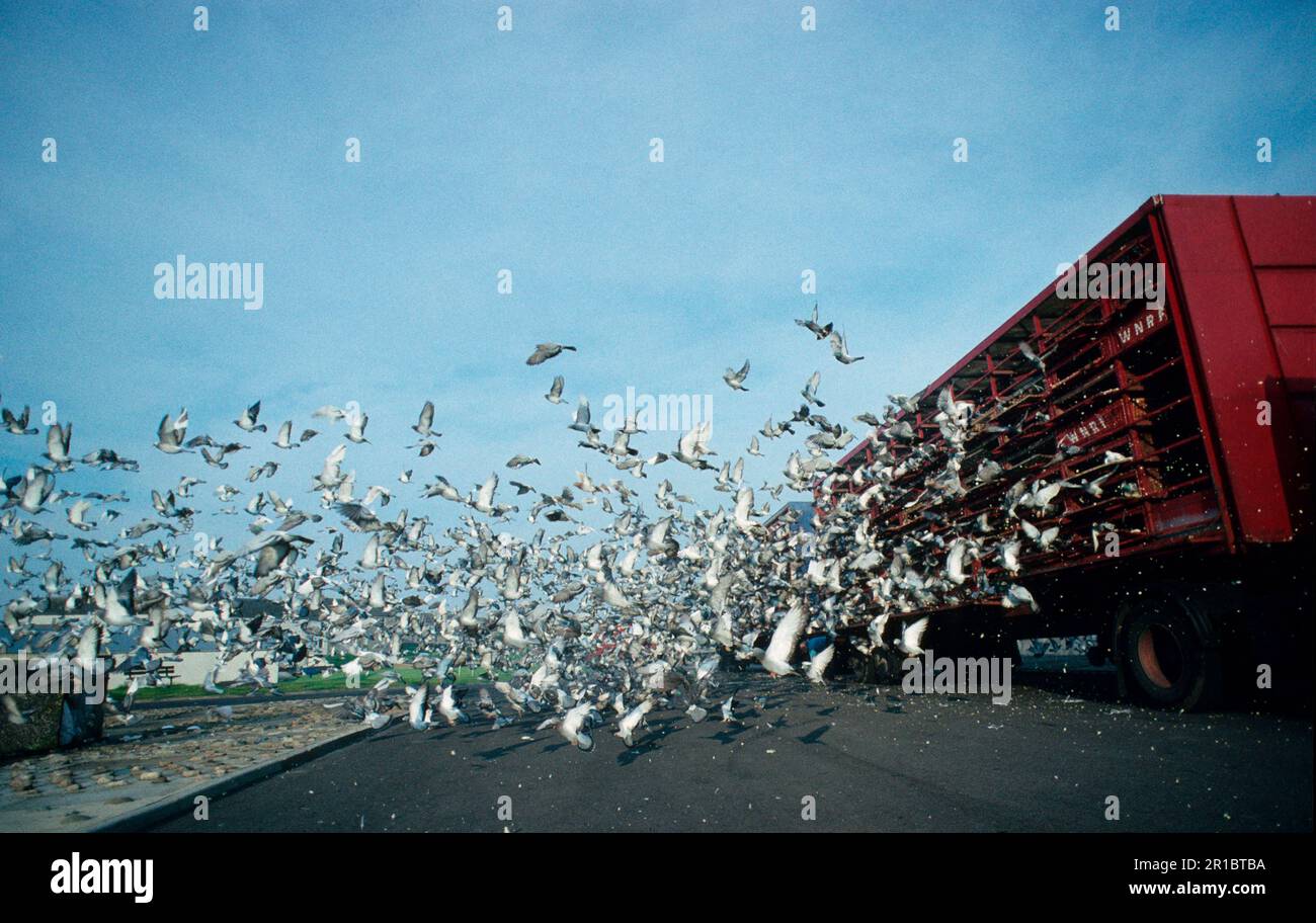 Domestic pigeon, racing, flock in flight, leaves mobile lofts to race ...