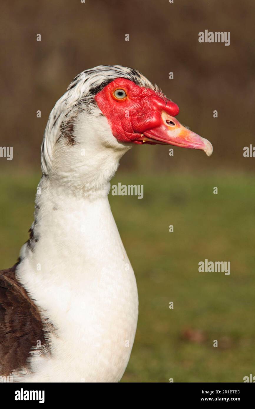Muscovy ducks (Cairina moschata), Warty Duck, Ducks, Goose Birds ...