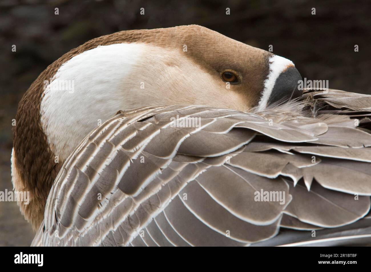 Chinese farm animals hi-res stock photography and images - Alamy