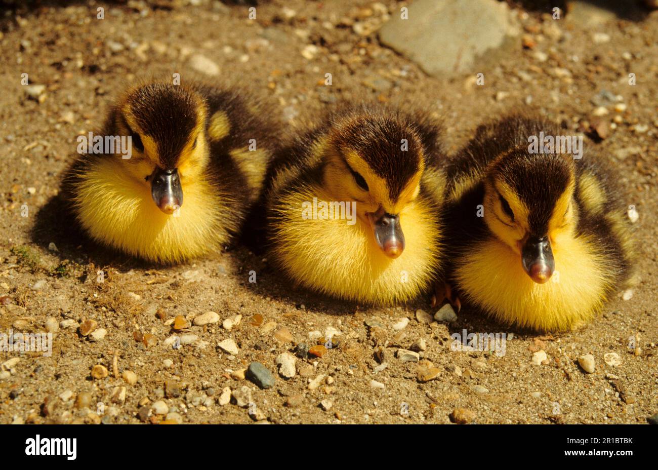 Muscovy Duck, muscovy ducks (Cairina moschata), Warty Duck, Ducks ...