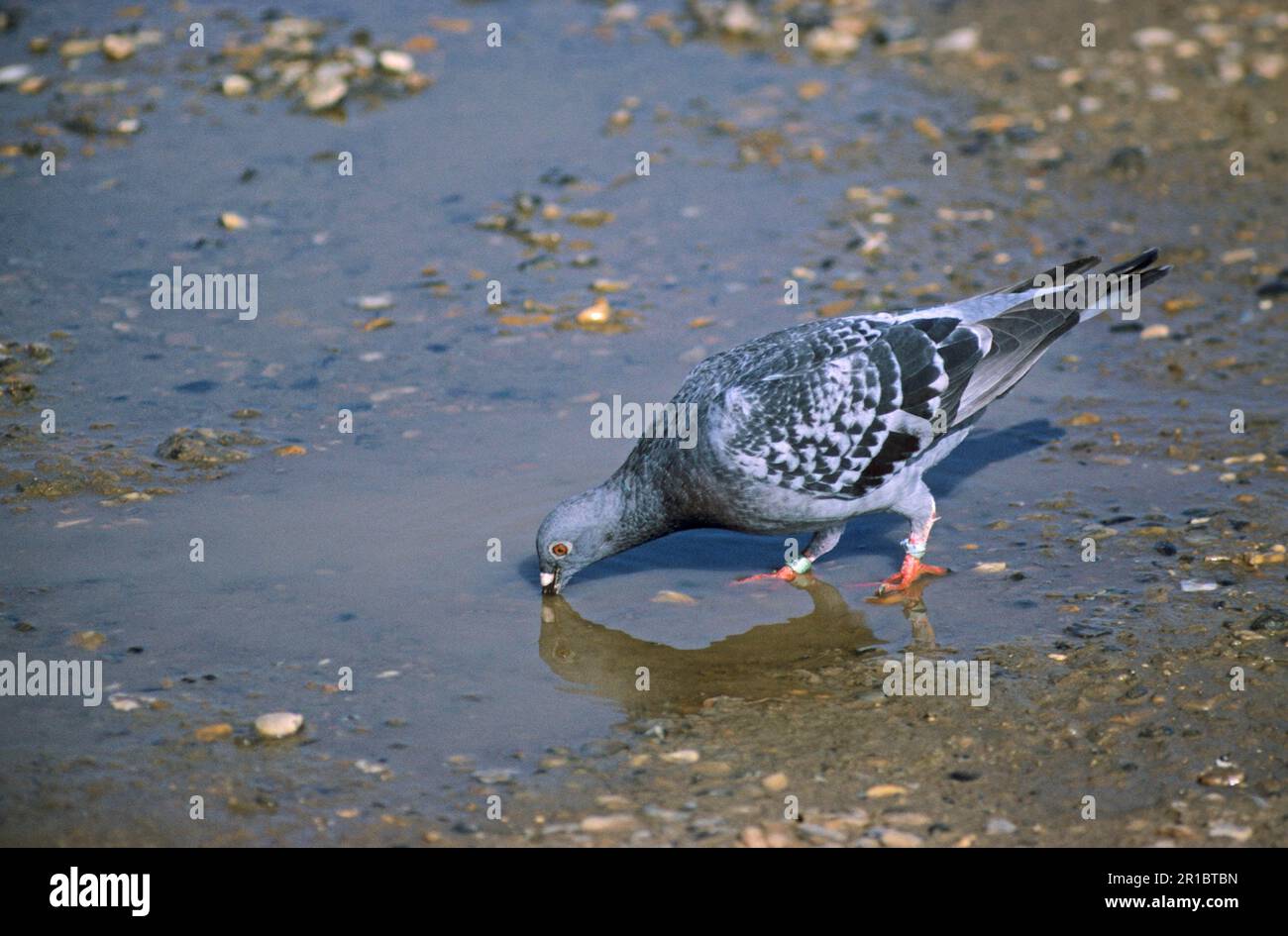 Homing pigeons, pets, livestock, poultry, pigeons, animals, birds ...