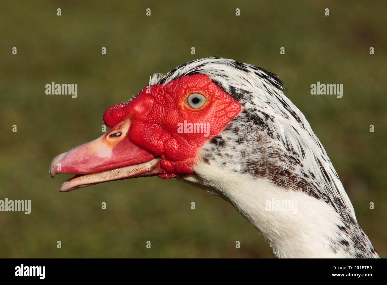 Muscovy ducks (Cairina moschata), Warty Duck, Ducks, Goose Birds ...