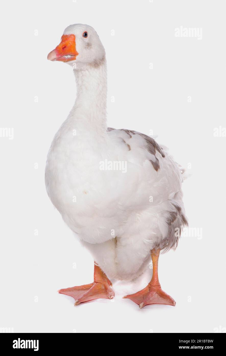 West of england goose hi-res stock photography and images - Alamy