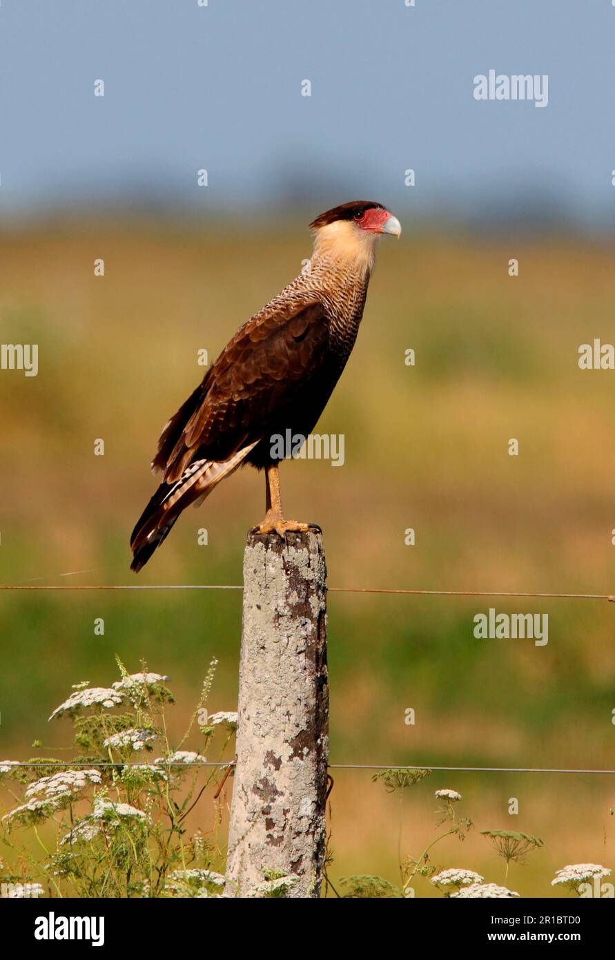 Southern Crested southern crested caracara (Caracara plancus), adult ...
