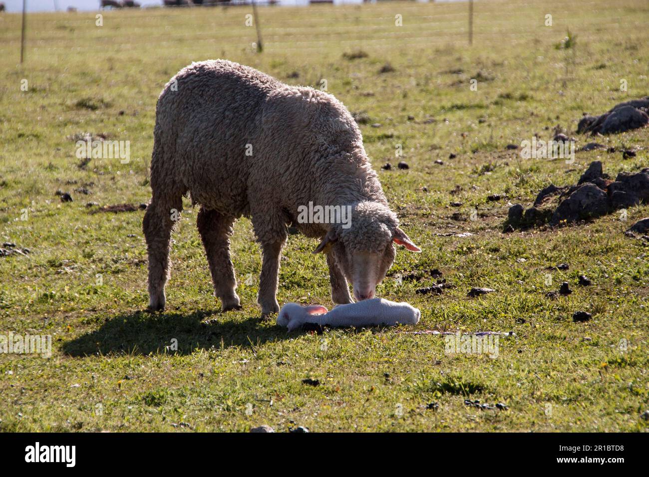 Merino sheep, purebred, domestic animals, hoofed animals, farm animals ...