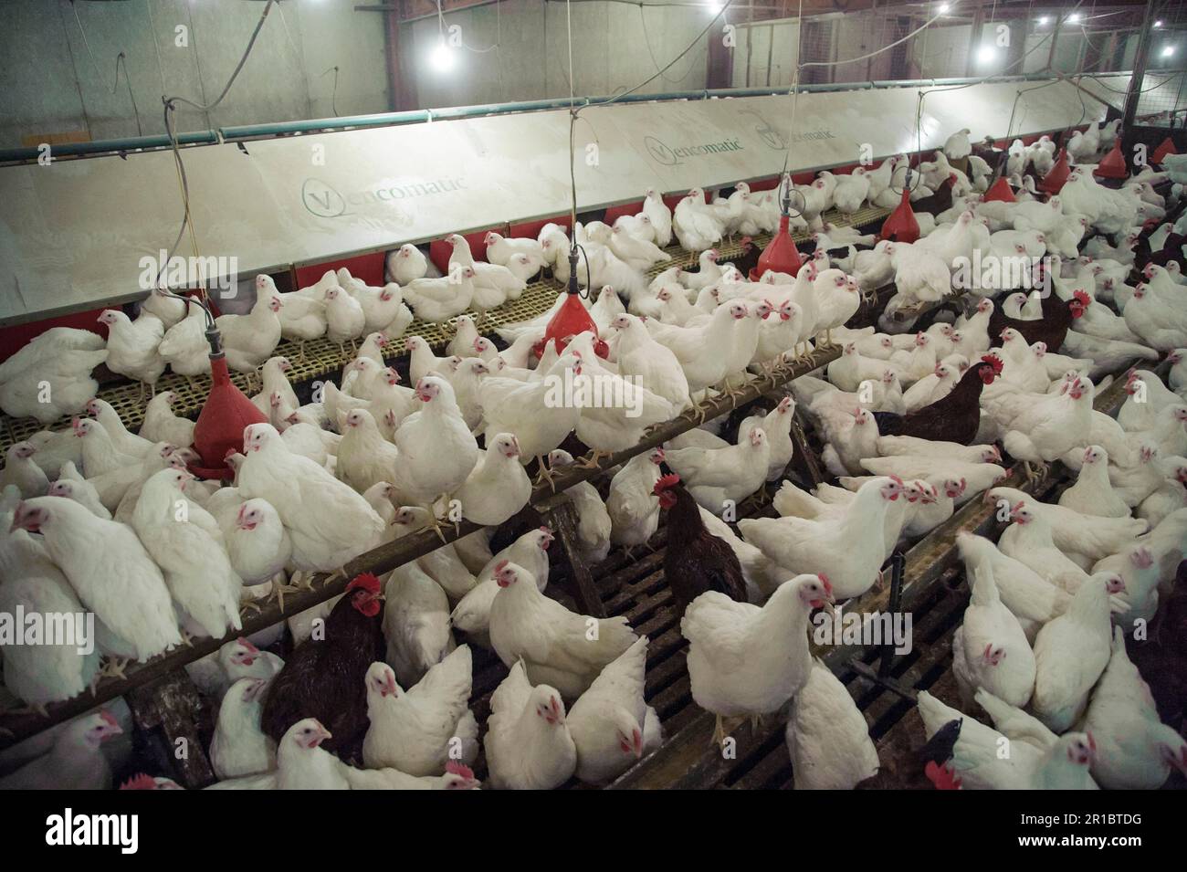 Chicken farm, white parents, flock in poultry unit, Lancashire, England ...