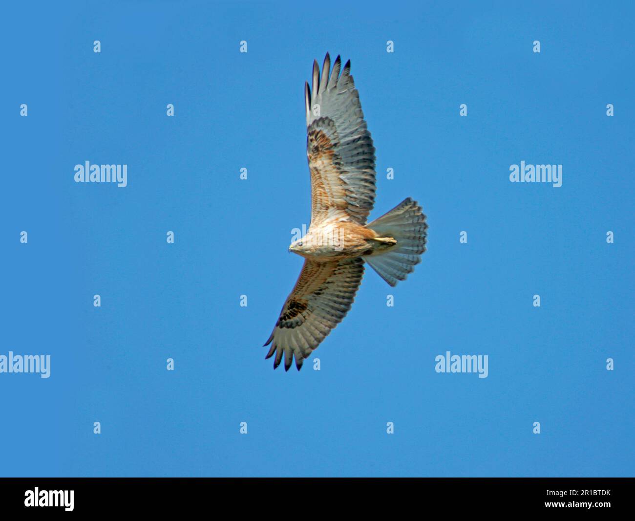 Long legged buzzard buteo rufinus in hi-res stock photography and ...