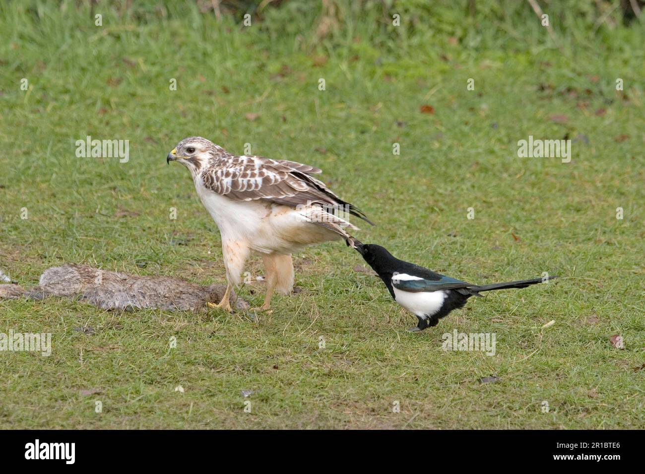 Common Buzzard, steppe buzzards (Buteo buteo), buzzards, birds of prey ...