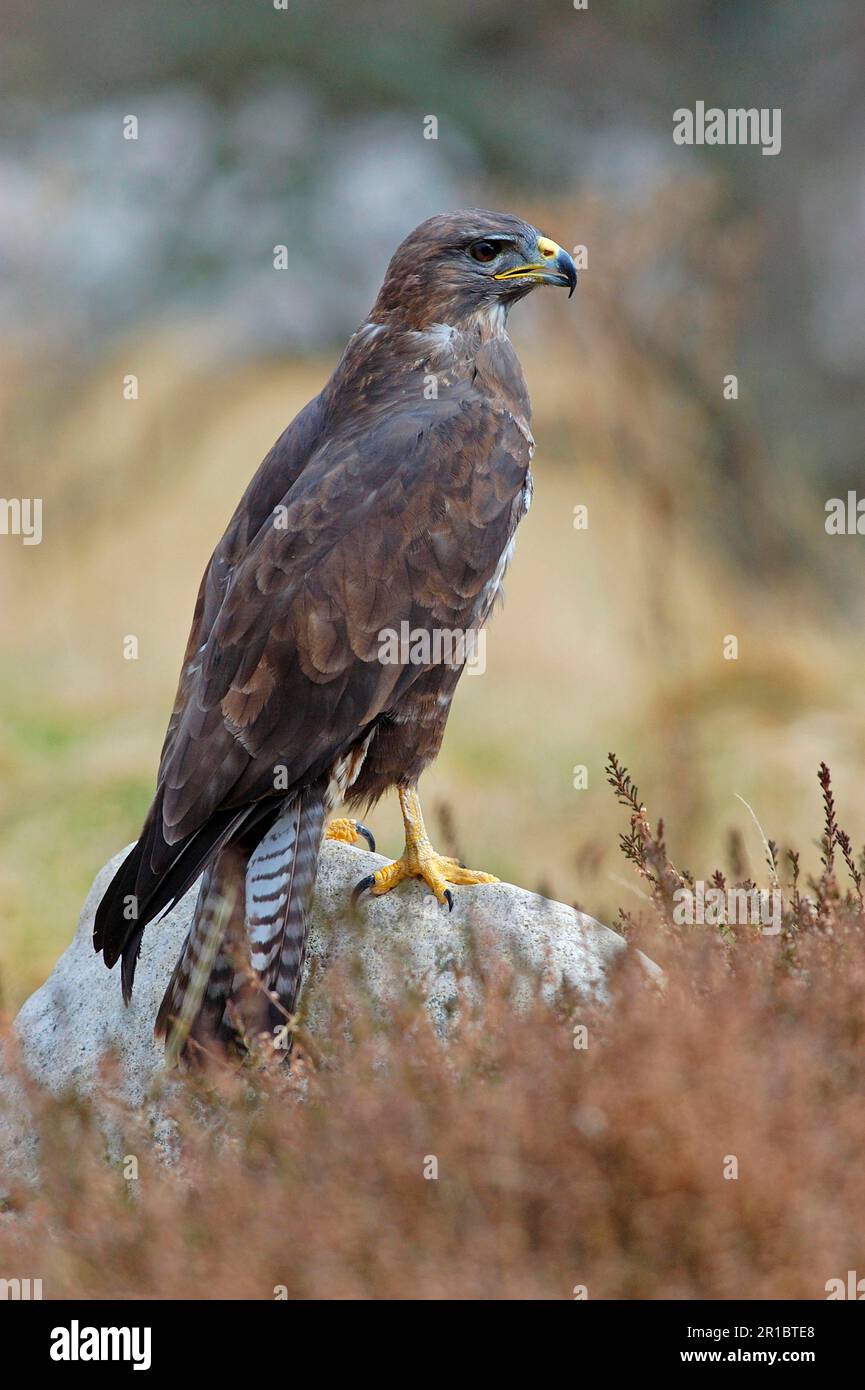 Common buzzard stand on rock hi-res stock photography and images - Alamy