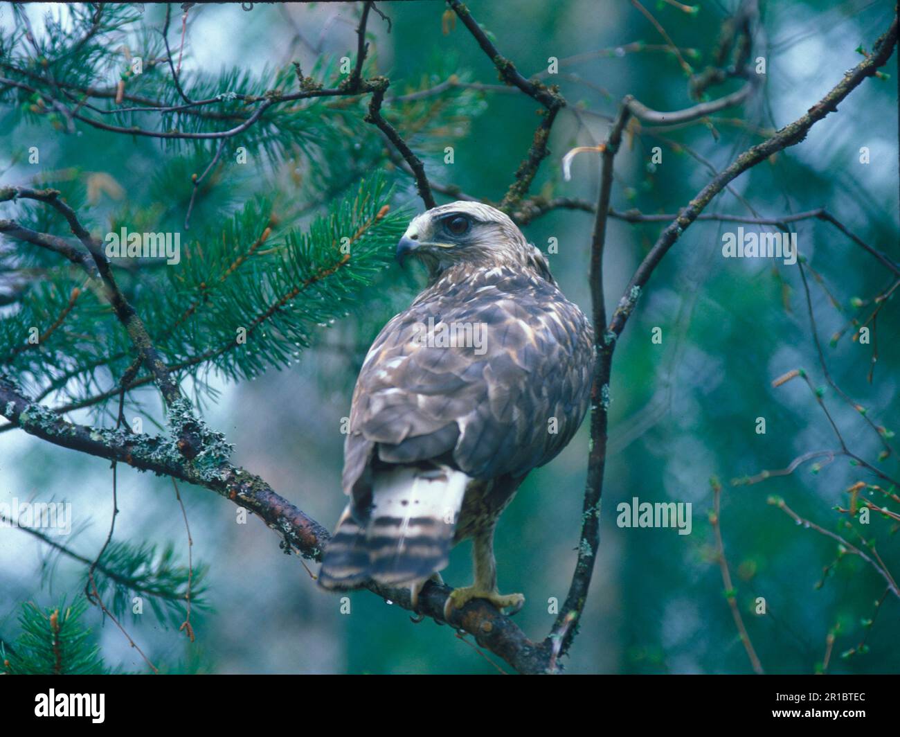 Rough-legged buzzard (Buteo lagopus), Rough-legged Buzzards, Buzzards ...