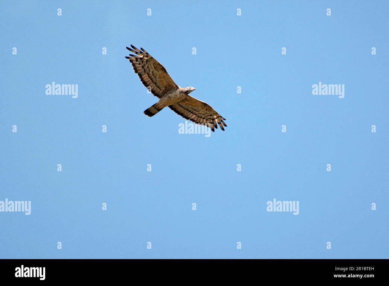 Eastern Honey Buzzard, Eastern Honey Buzzards Eastern Honey Buzzards ...