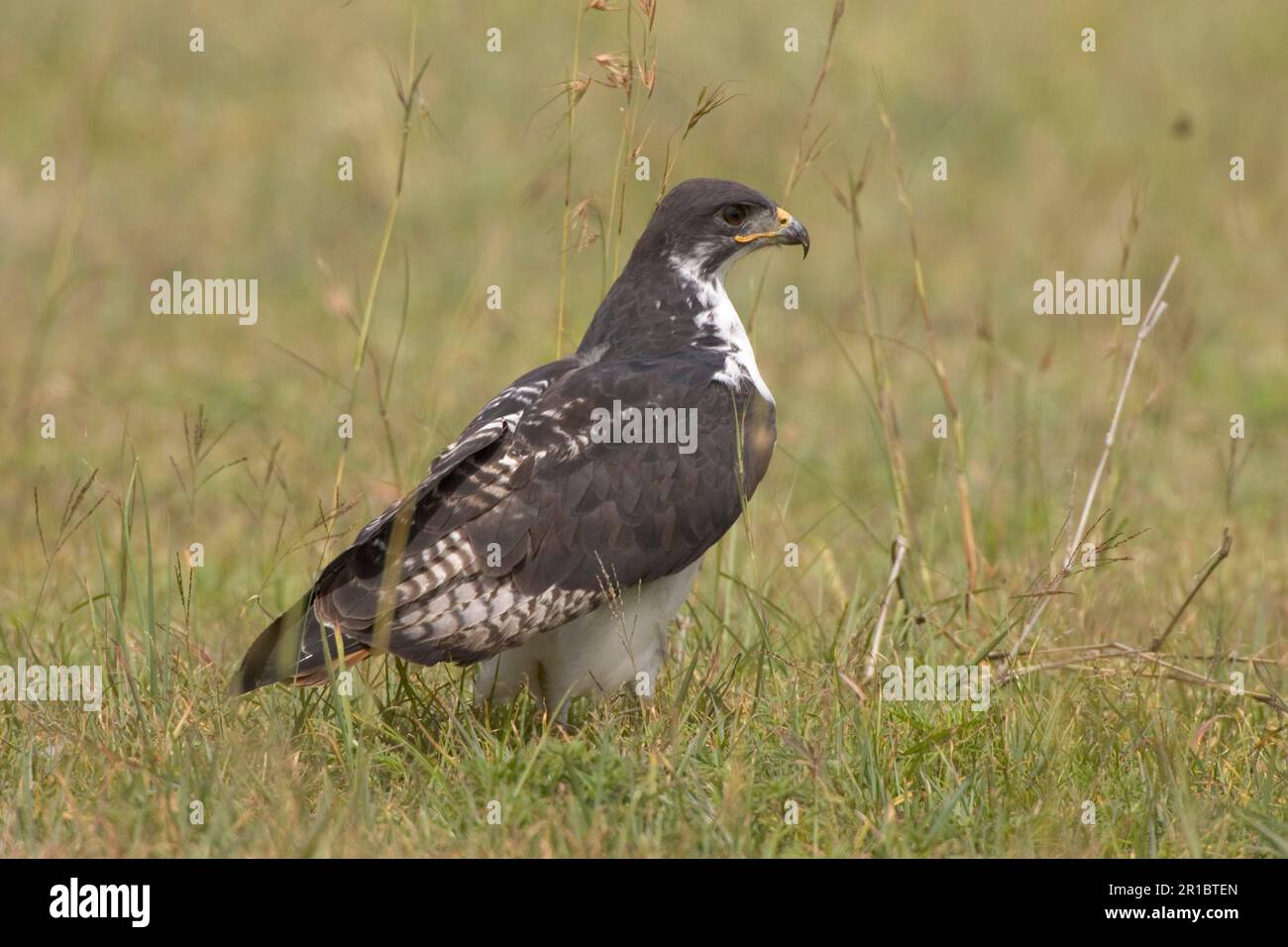 Auger Buzzard (Buteo augur), Adult, Ngoronogoro Crater, Tanzania Stock ...