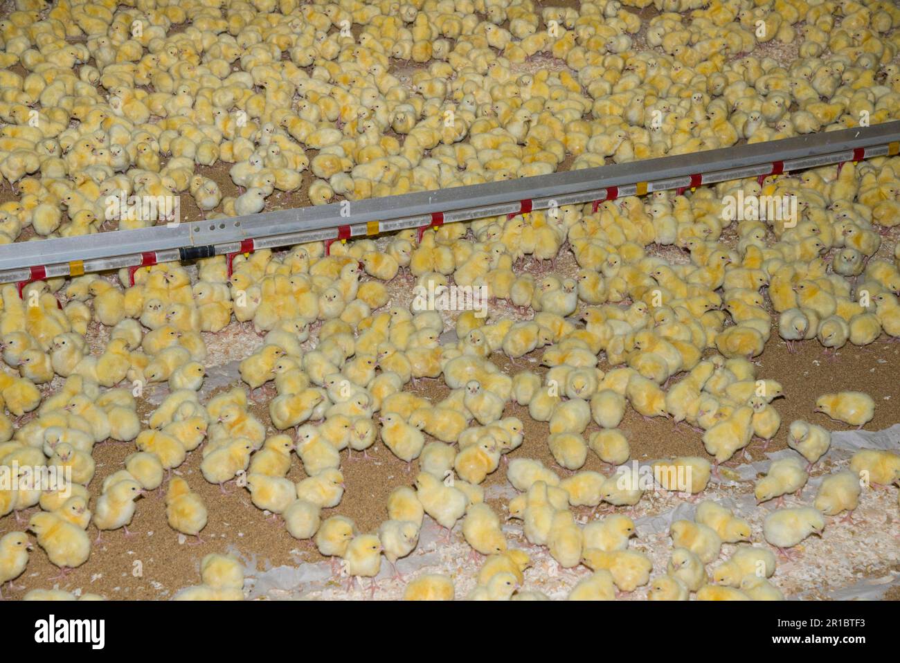 Chicken farm, one-day horse 308 chicken chicks with automatic drinkers ...