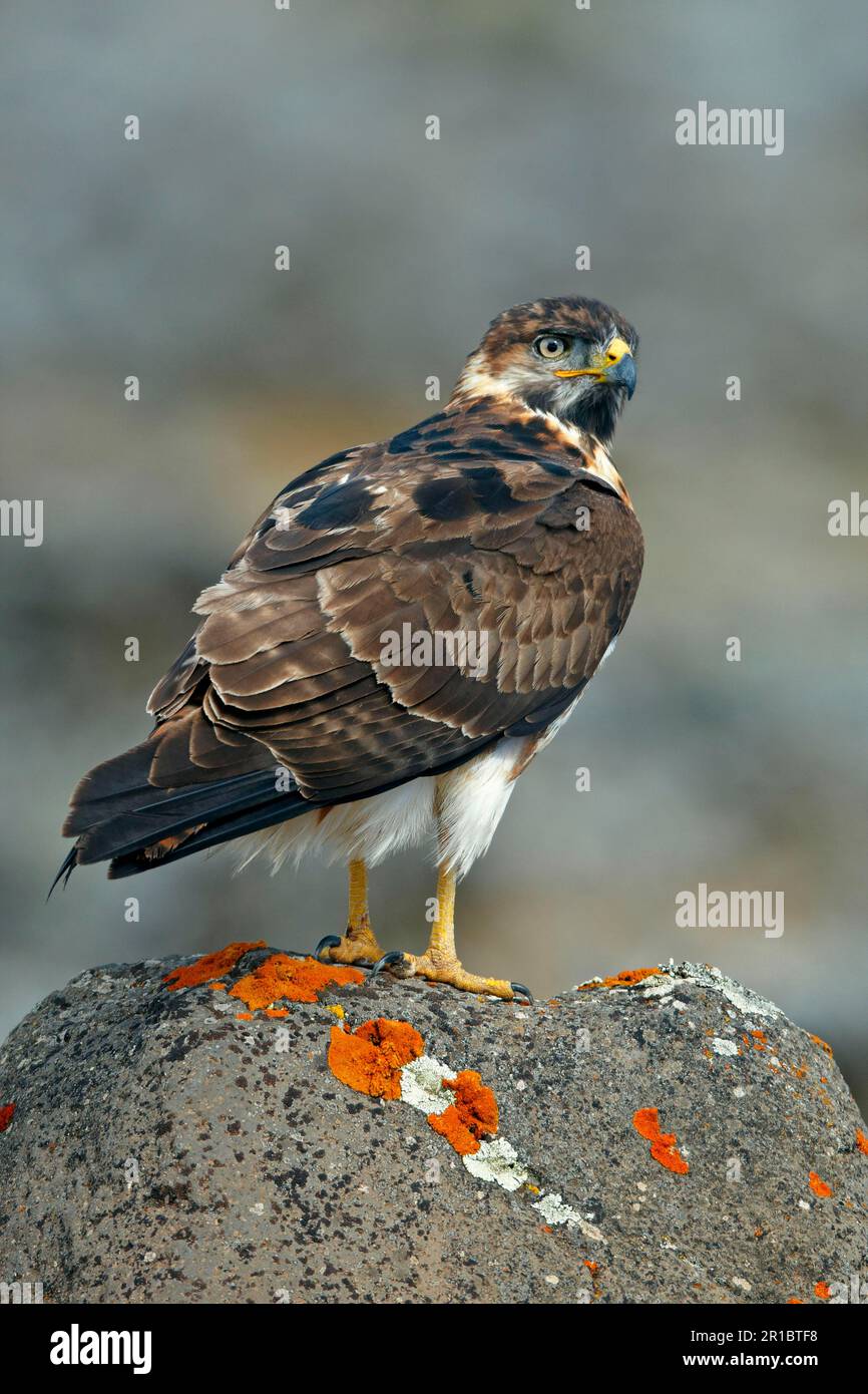 Augur buzzard (Buteo augur) immature, standing on rock, Bale Mountains ...