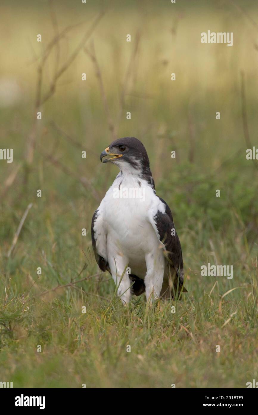 Auger Buzzard (Buteo augur), Adult, Ngoronogoro Crater, Tanzania Stock ...