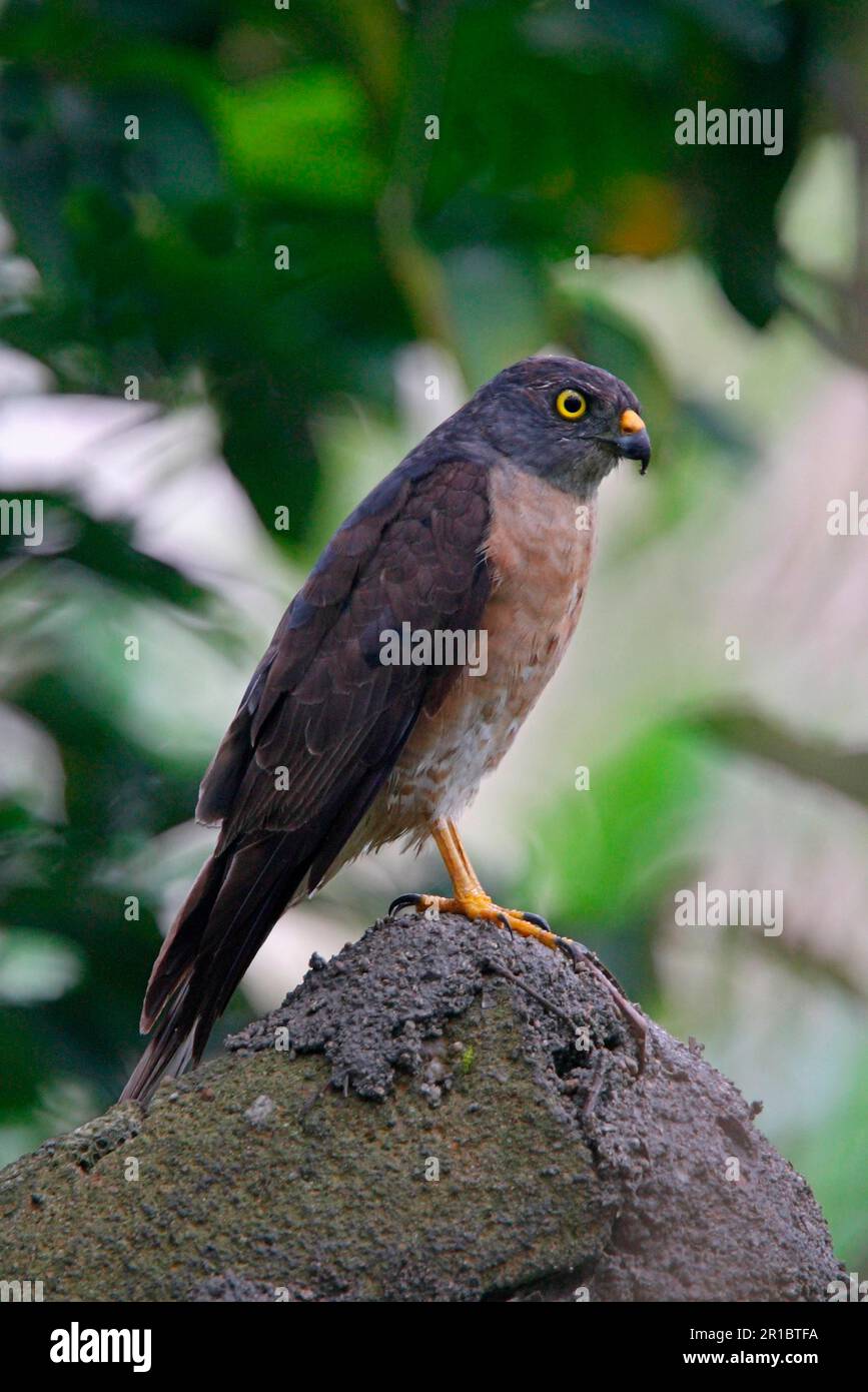 Chinese goshawk accipiter soloensis adult hi-res stock photography and ...