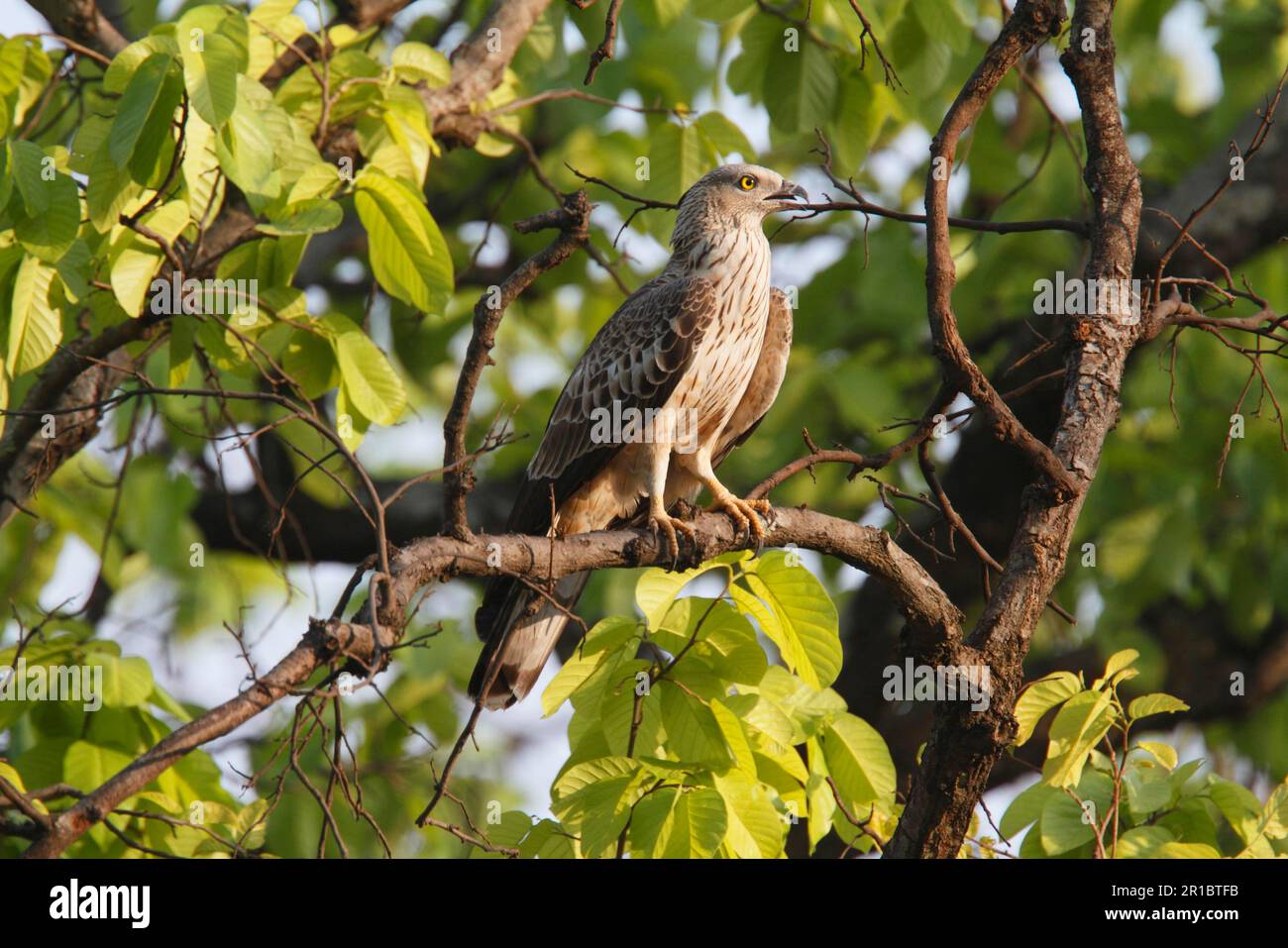 Eastern Honey Buzzard, Eastern Honey Buzzards Eastern Honey Buzzards ...