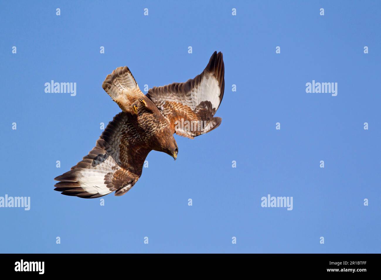 Common Buzzard, steppe buzzards (Buteo buteo), buzzards, birds of prey ...