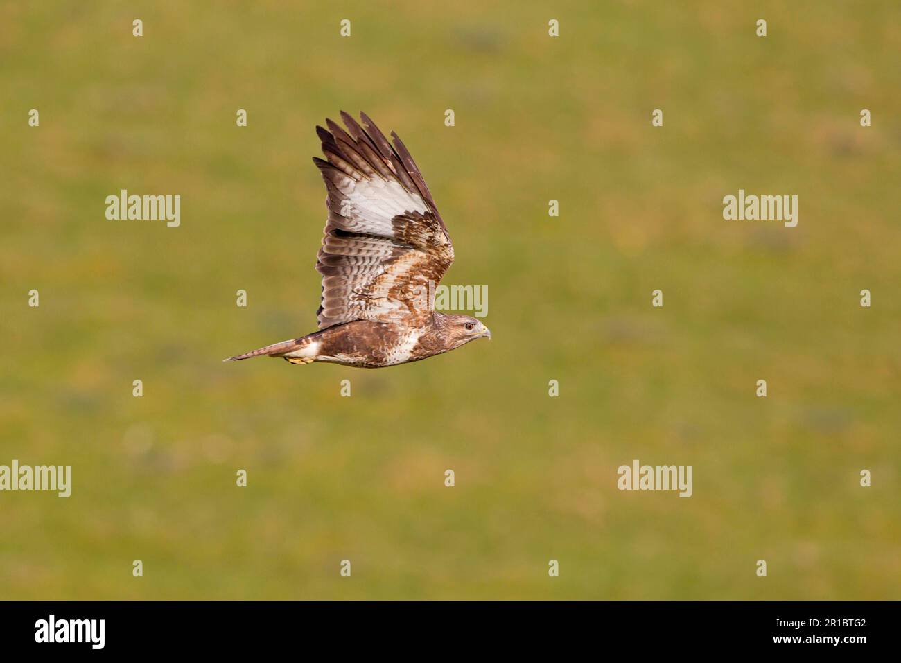 Buzzards wales hi-res stock photography and images - Alamy